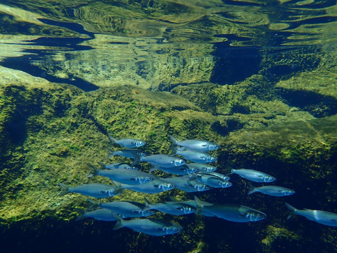 Be Part of the Plan: Collaborative Efforts Towards Biodiversity ...