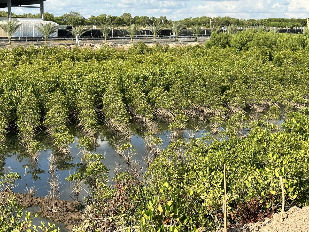 Mangroves: testing a natural water filtration system in Vietnam ...